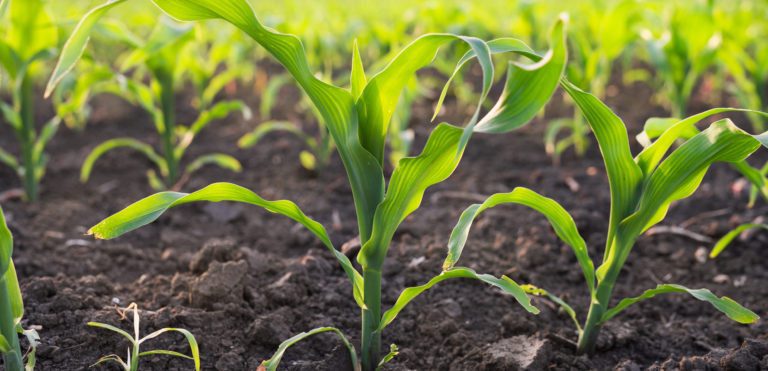 Most Common GMOs - Kimberton Whole Foods